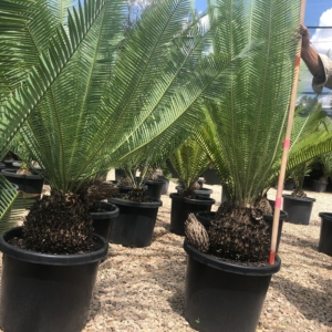 Dioon edule - Cycad International