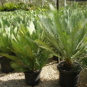 Dioon edule - Cycad International
