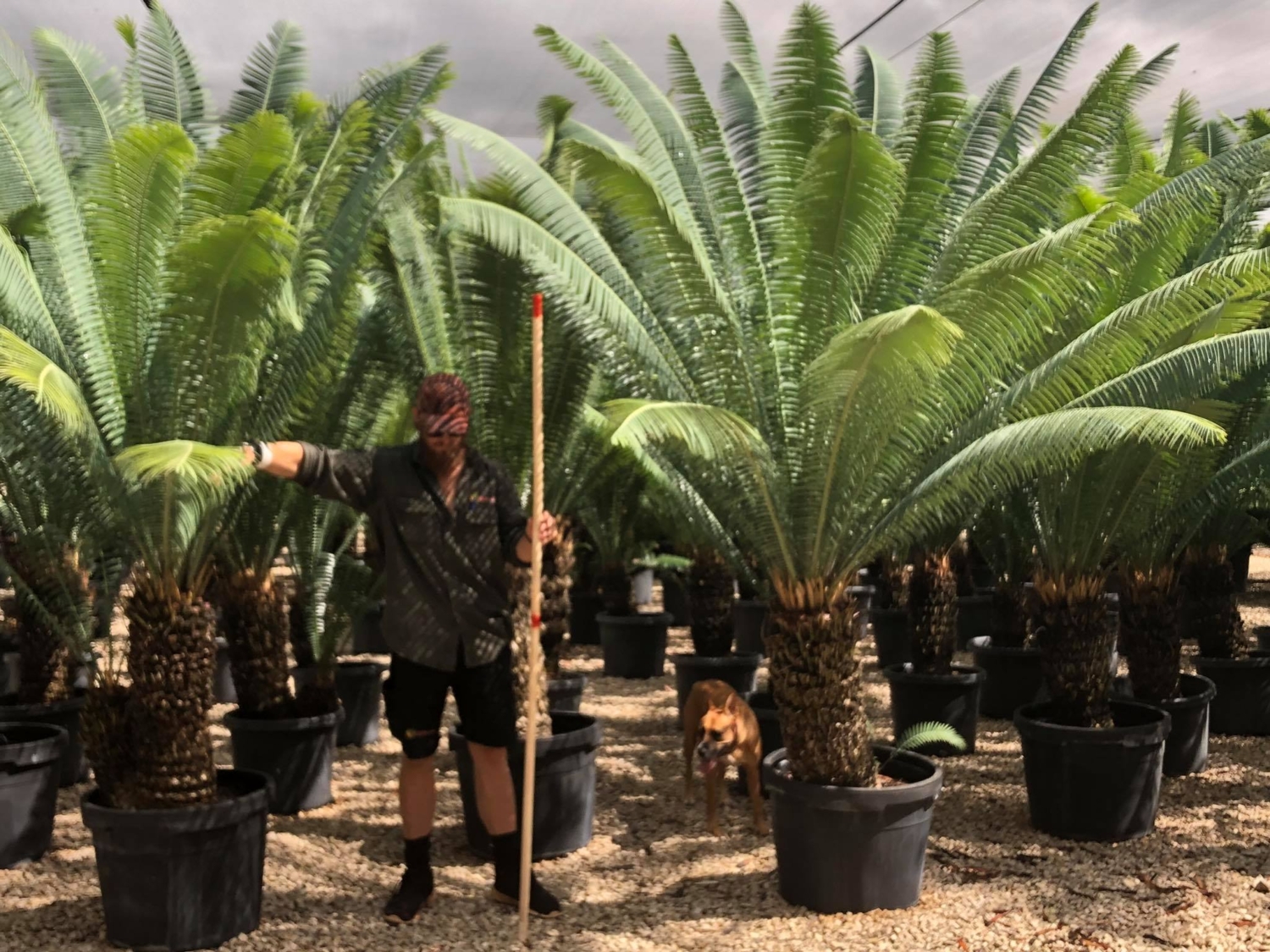 Cycad International - Rare and exotic cycad plants for sale worldwide ...