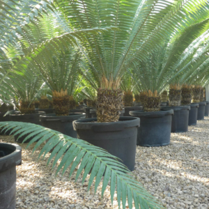Dioon spinulosum - Cycad International