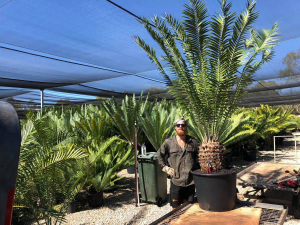 Mature Coning and Advanced Cycads for Sale - Cycad International