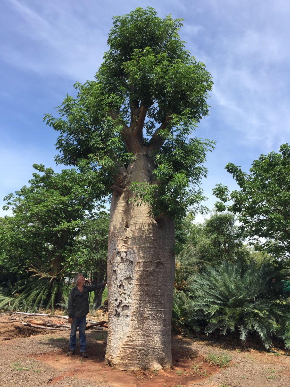Adansonia gregorii Trees – Large Mature – Cycad International
