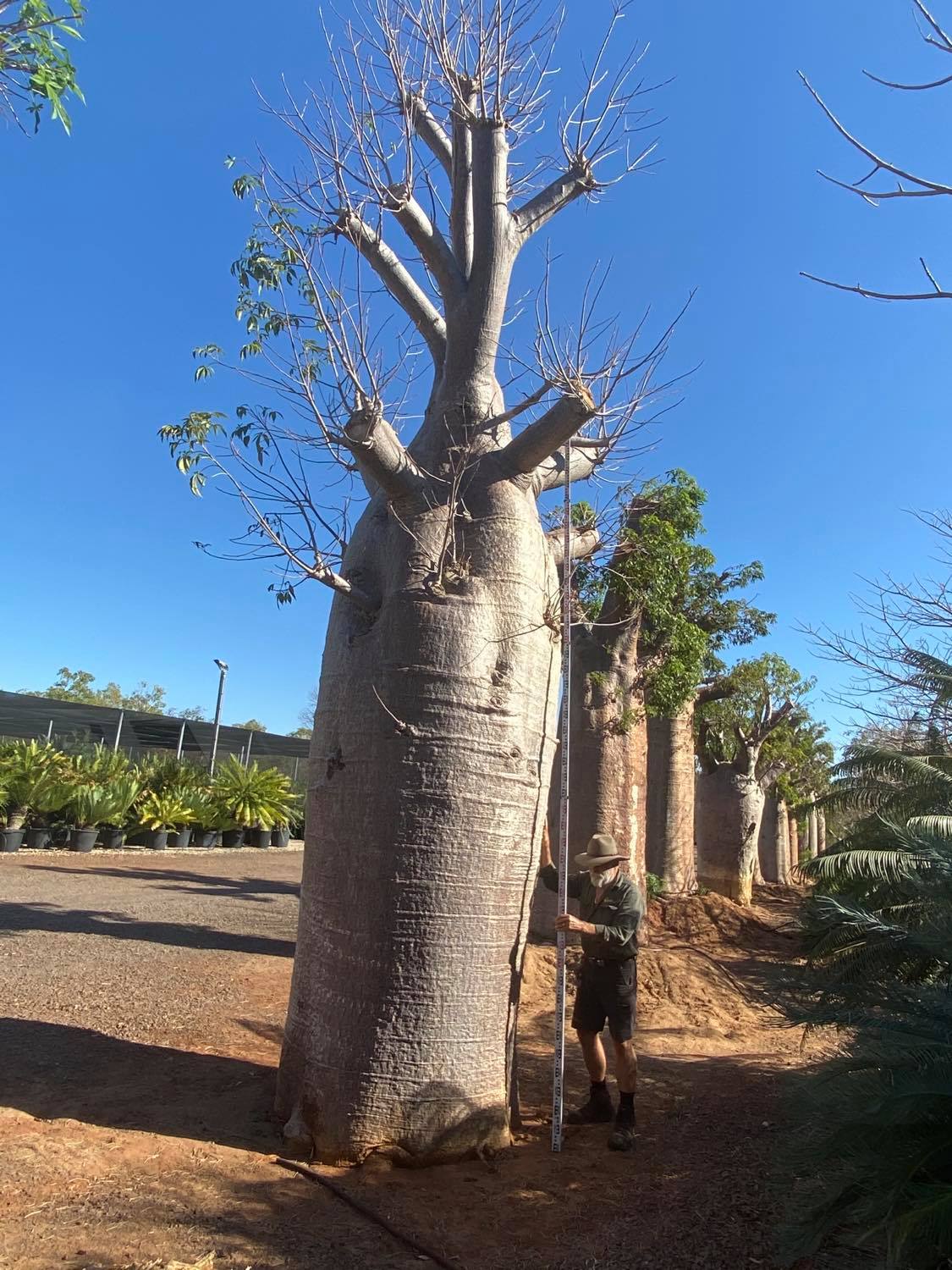 Adansonia gregorii (Baobab/ Boab) – Cycad International
