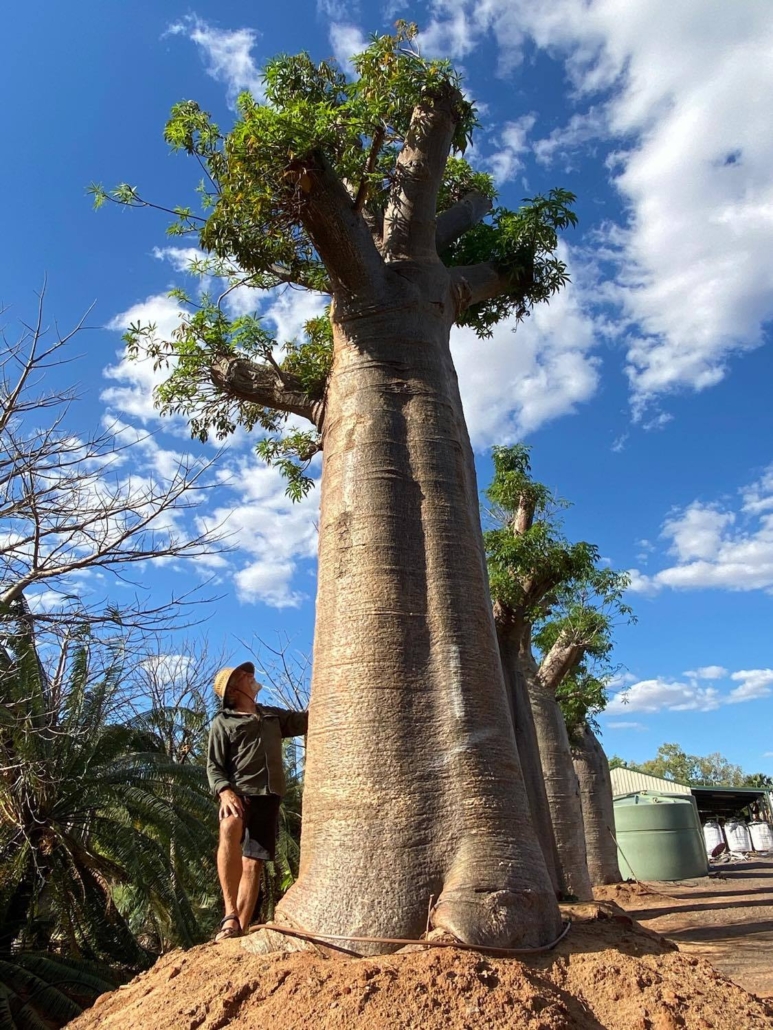 Adansonia gregorii (Baobab/ Boab) – Cycad International
