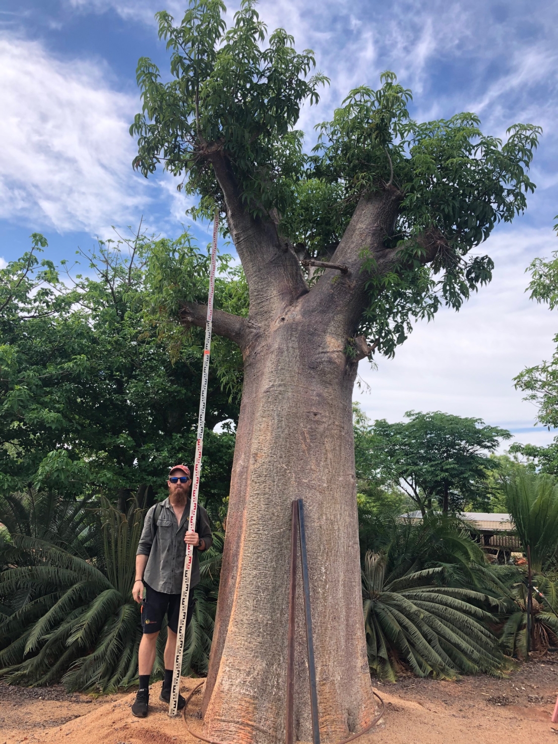 Adansonia gregorii (Baobab/ Boab) – Cycad International