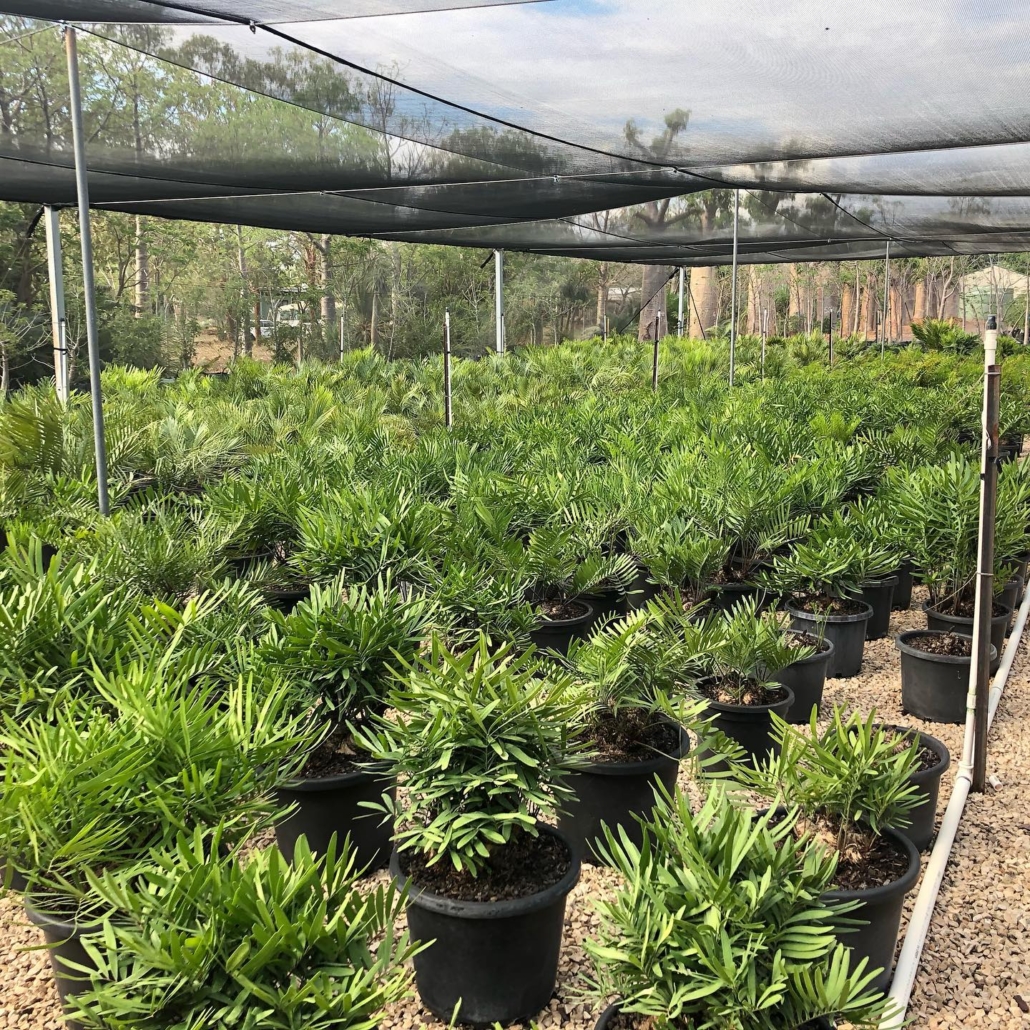 Zamia amblyphyllidia - Cycad International Northern Territory Australia