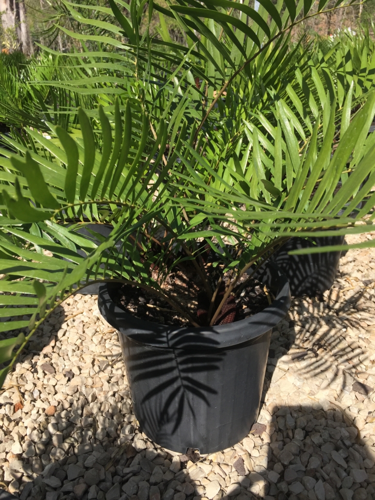 Zamia amblyphyllidia - Cycad International Northern Territory Australia