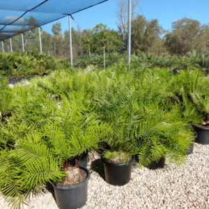Zamia amblyphyllidia - Cycad International Northern Territory Australia