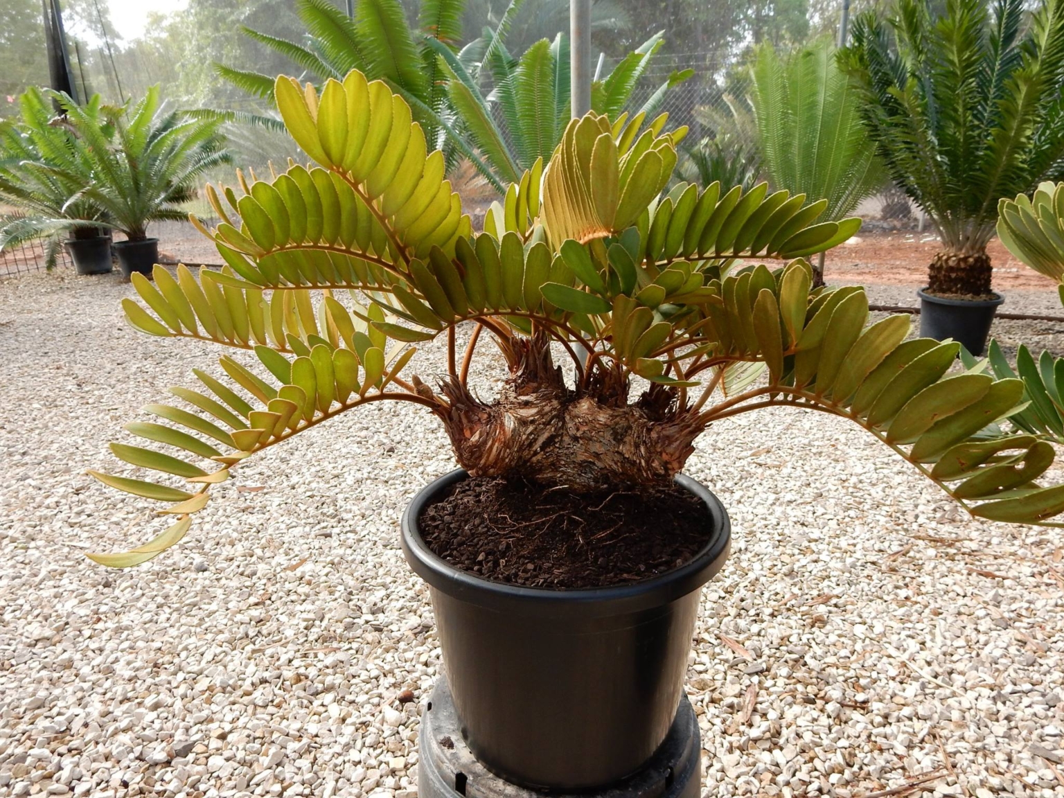 Zamia furfuracea - Cycad International Northern Territory Australia