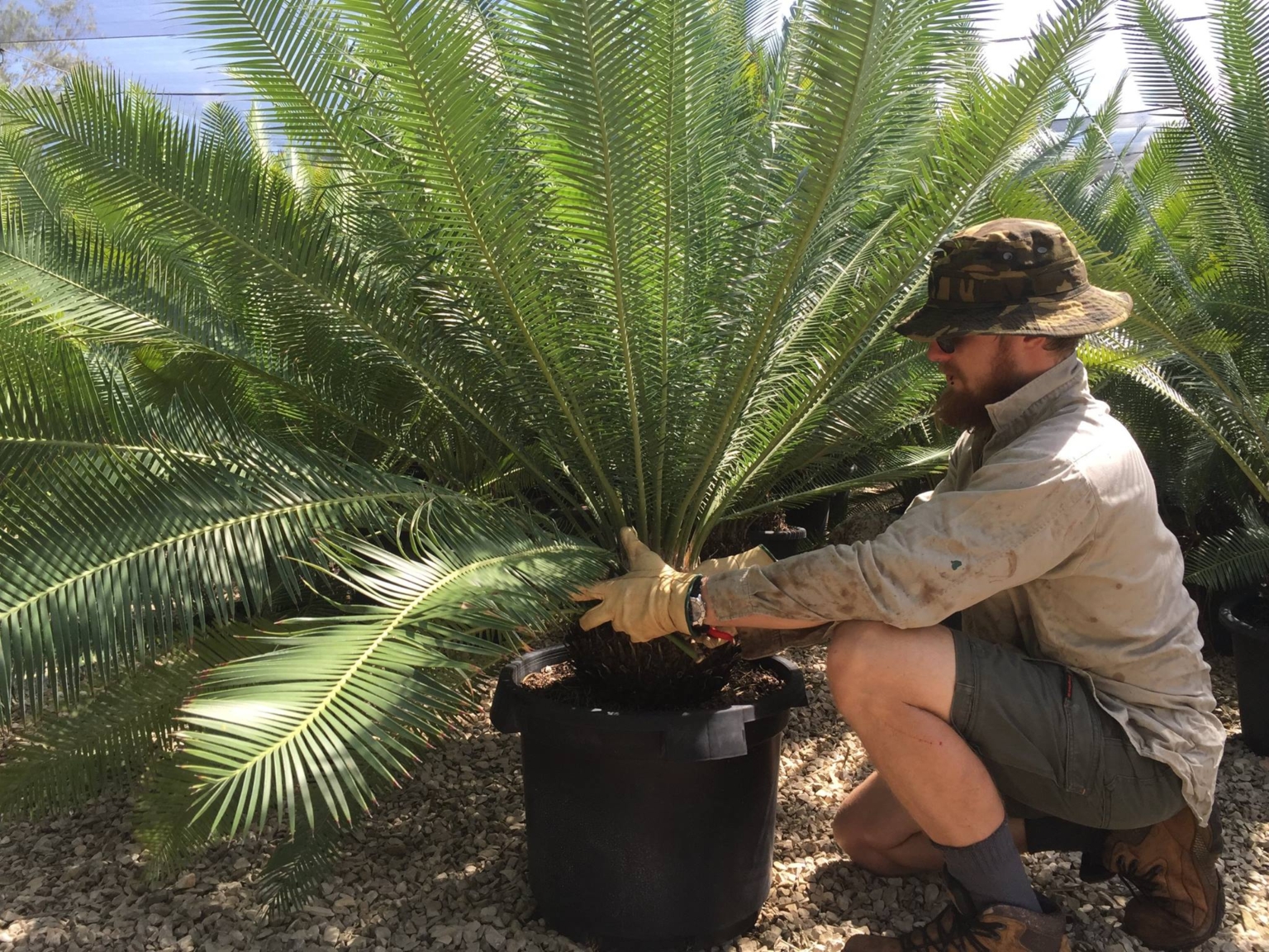 Dioon edule - Cycad International