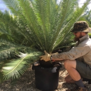 Dioon spinulosum - Cycad International - Katherine Northern Territory