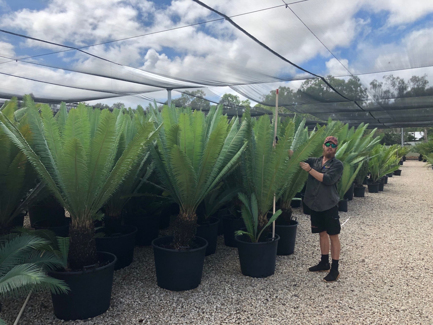 Dioon mejiae - Cycad International