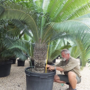 Dioon spinulosum - Cycad International