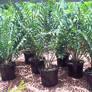 Encephalartos ferox - Cycad International Northern Territory Australia