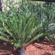 Encephalartos ferox - Cycad International Northern Territory Australia
