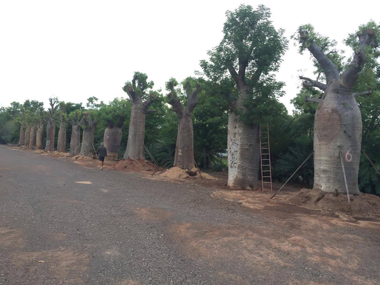 Baobab/Boab – Cycad International