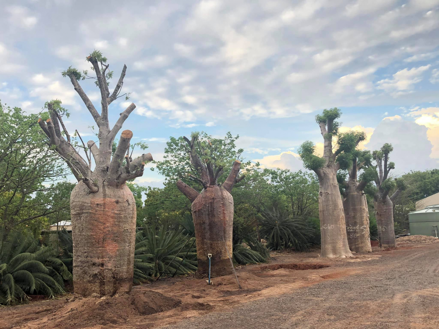 Baobab/Boab – Cycad International