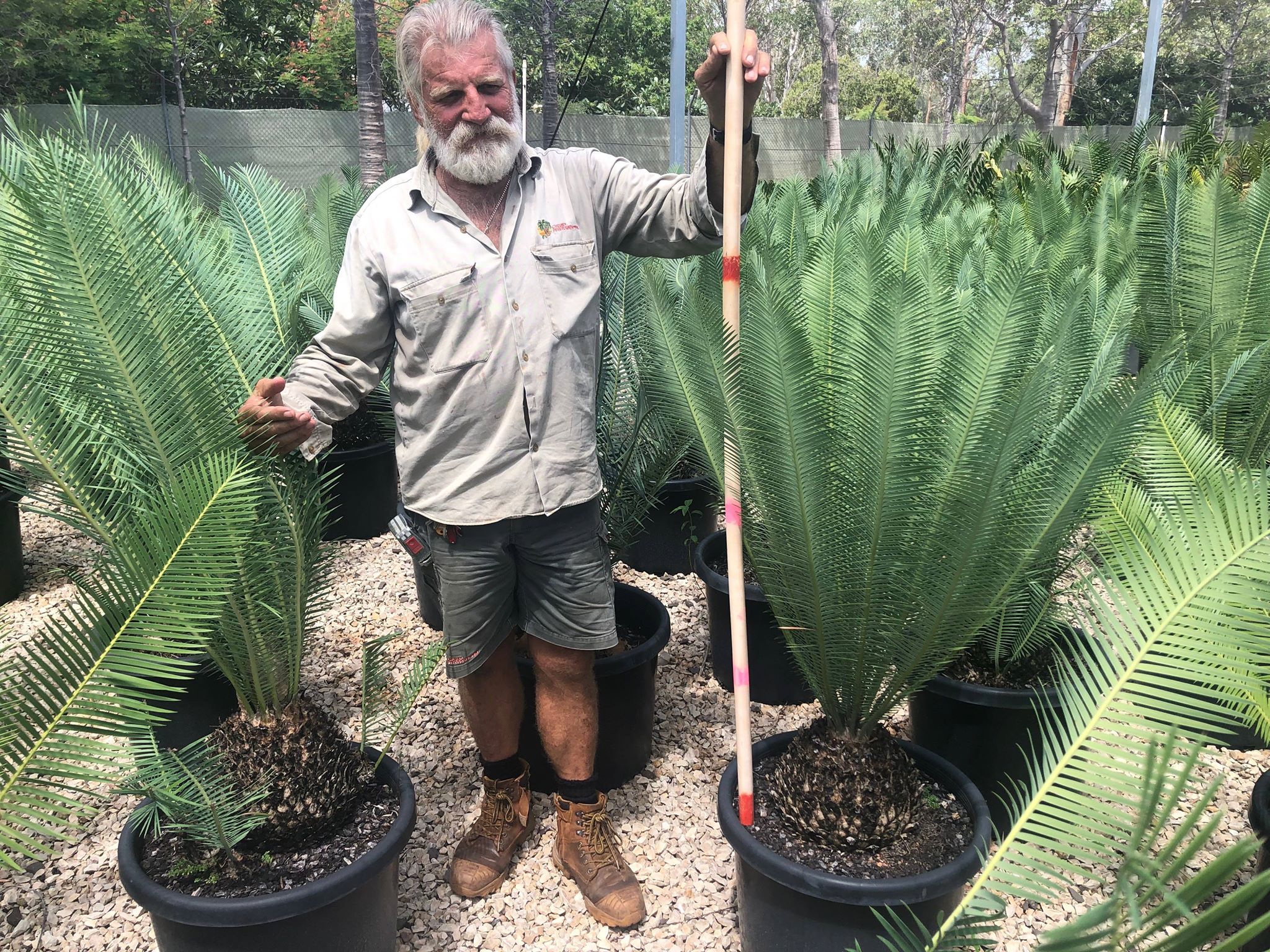 Dioon edule - Cycad International
