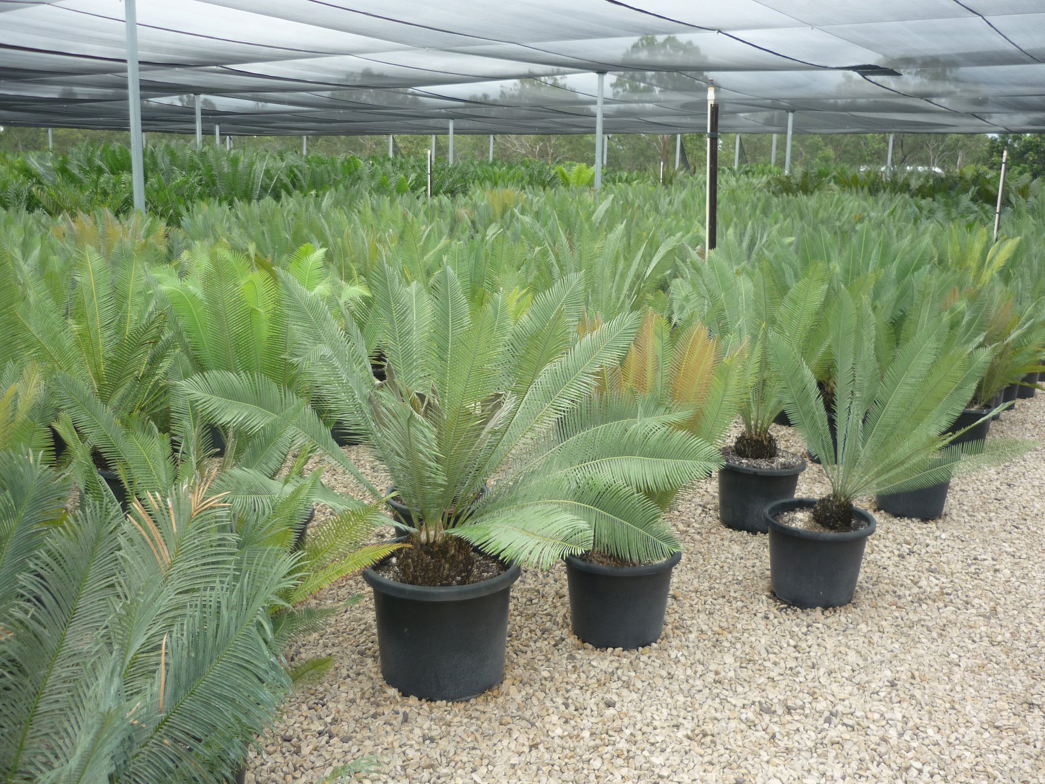 Dioon edule - Cycad International