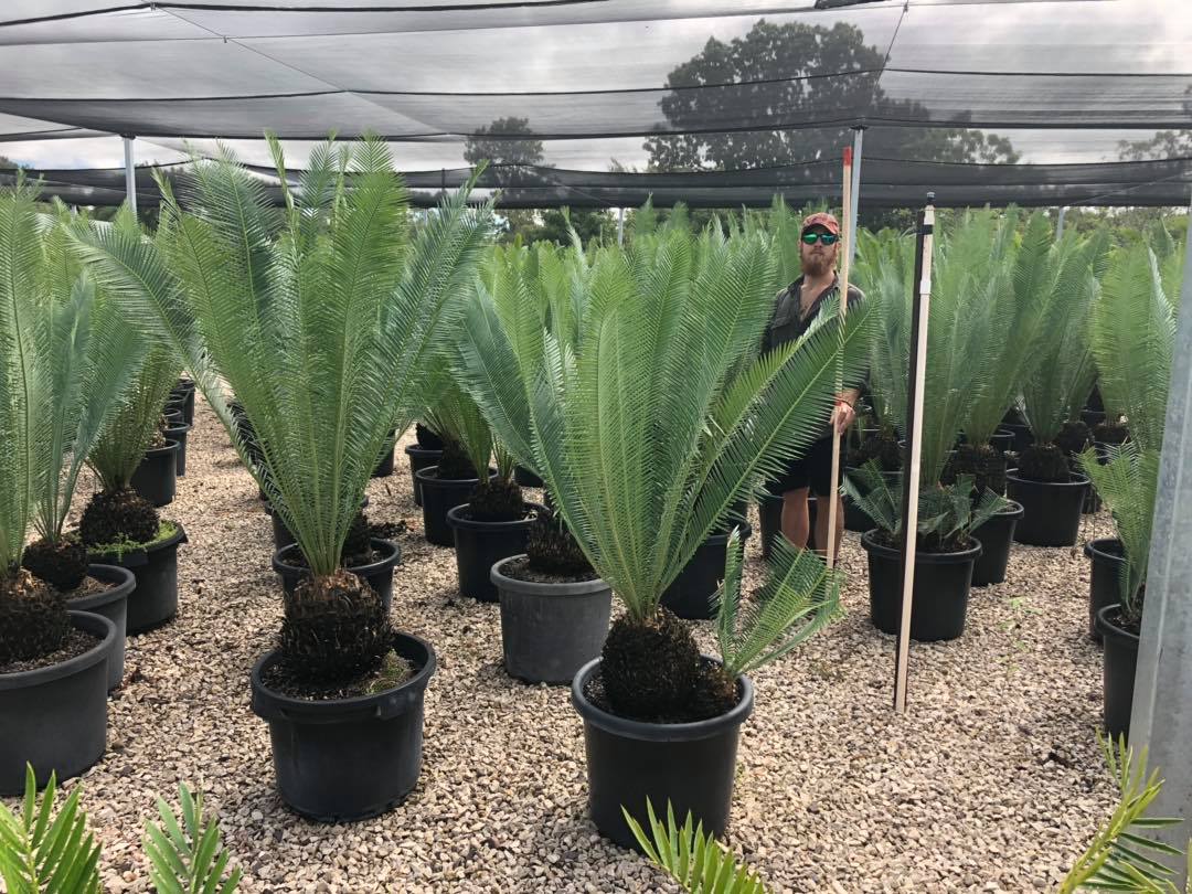 Mature Coning and Advanced Cycads for Sale - Cycad International