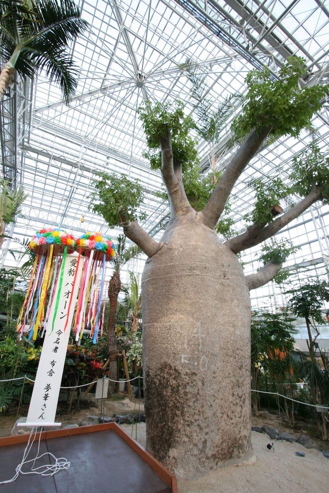 Japan botanic garden - Cycad International