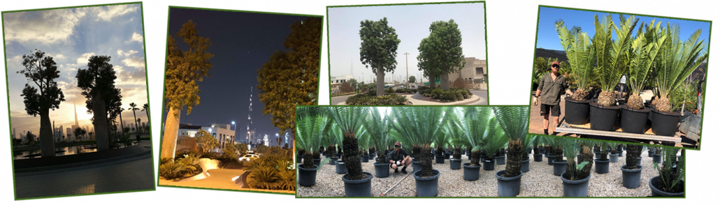 Cycad International - Rare and exotic cycad plants for sale worldwide ...