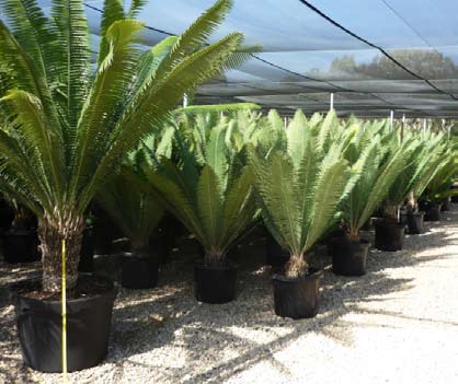 Cycad International - Rare and exotic cycad plants for sale worldwide ...