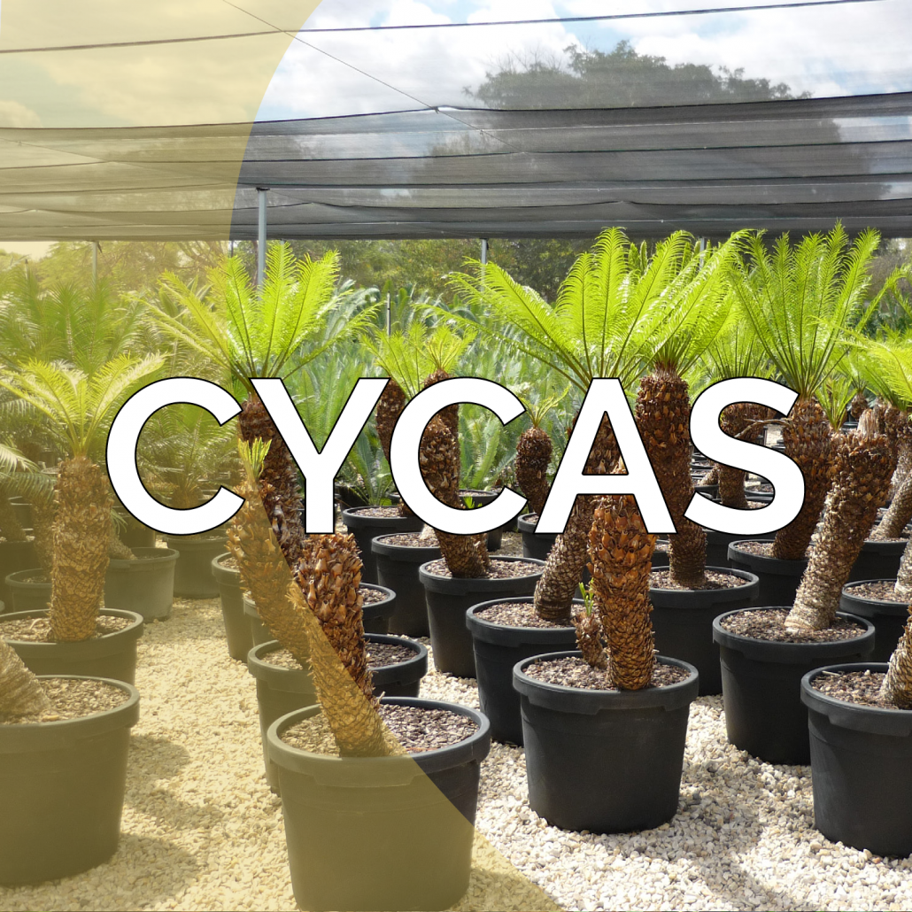 Cycas - Cycad International