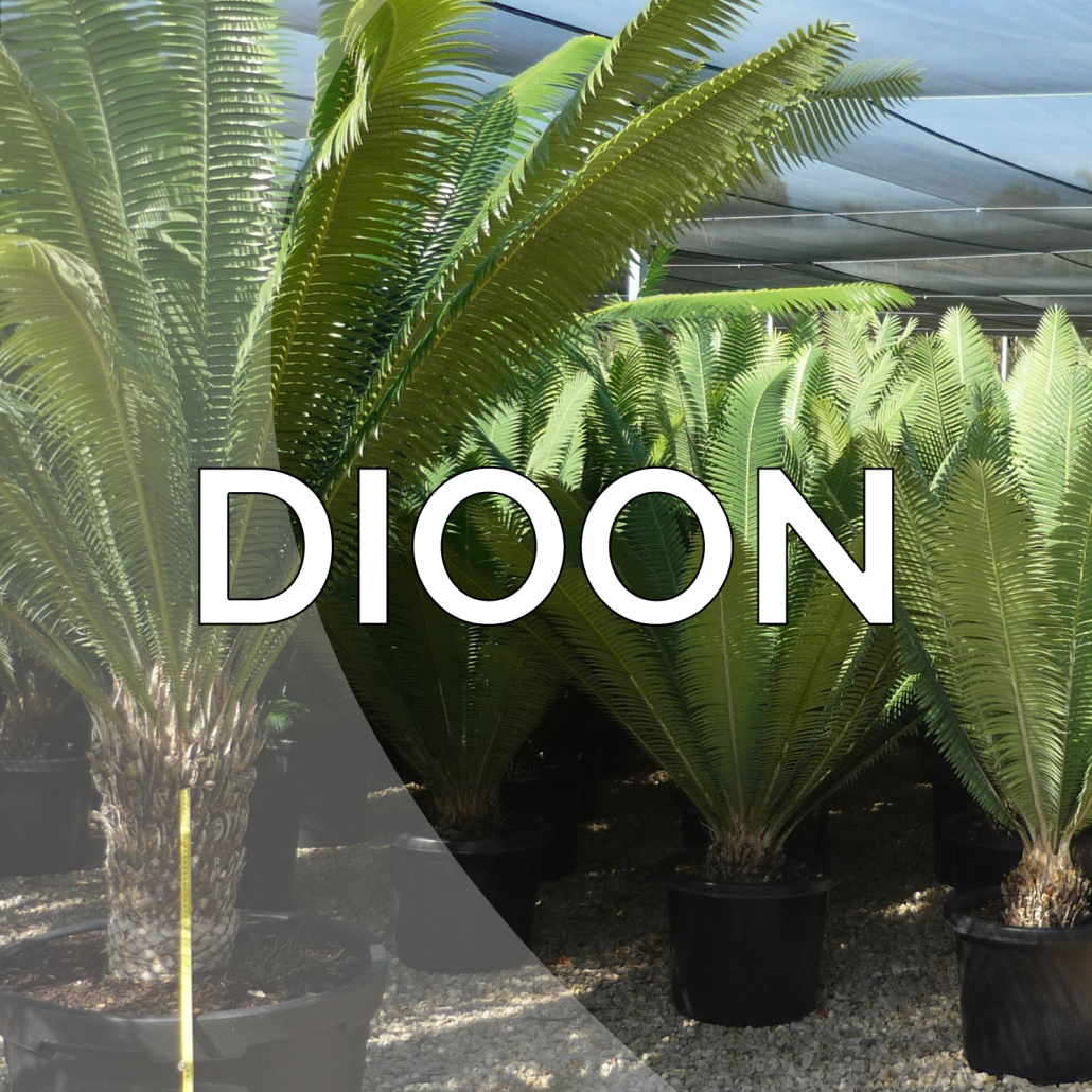 Dioon - Cycad International