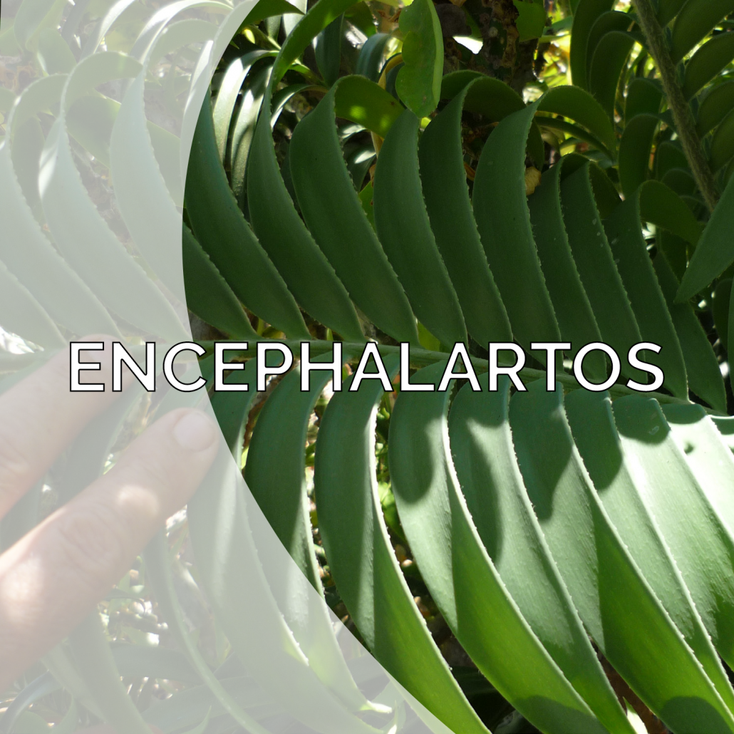 Encephalartos - Cycad International