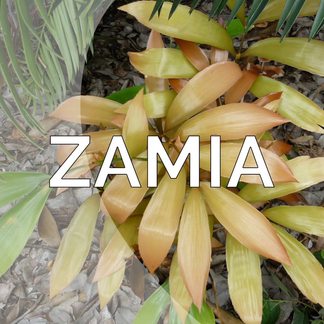 Zamia - Cycad International