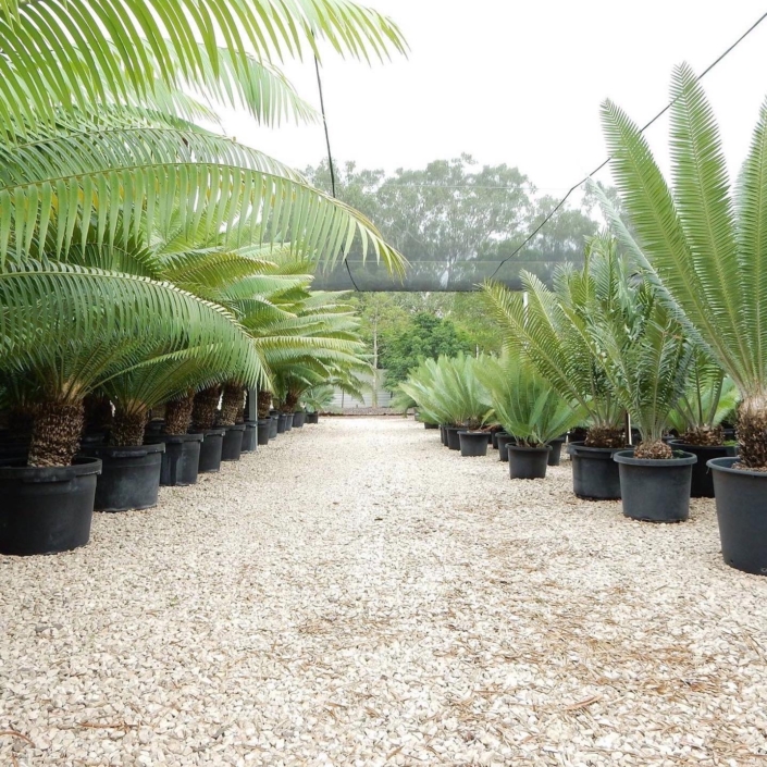Cycad International - Rare and exotic cycad plants for sale worldwide ...