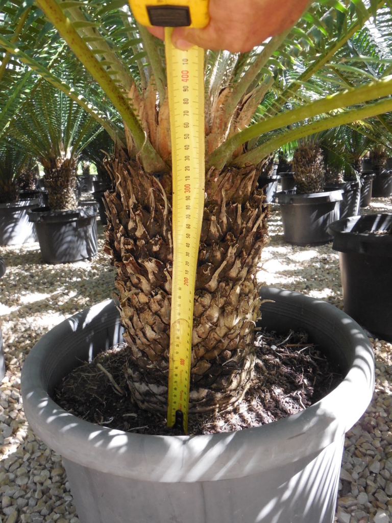 Dioon spinulosum - Cycad International