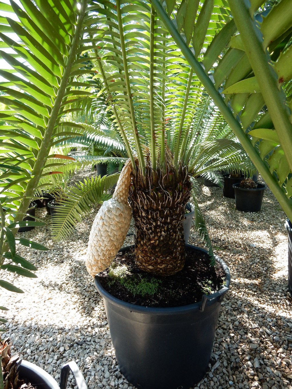 Dioon spinulosum - Cycad International