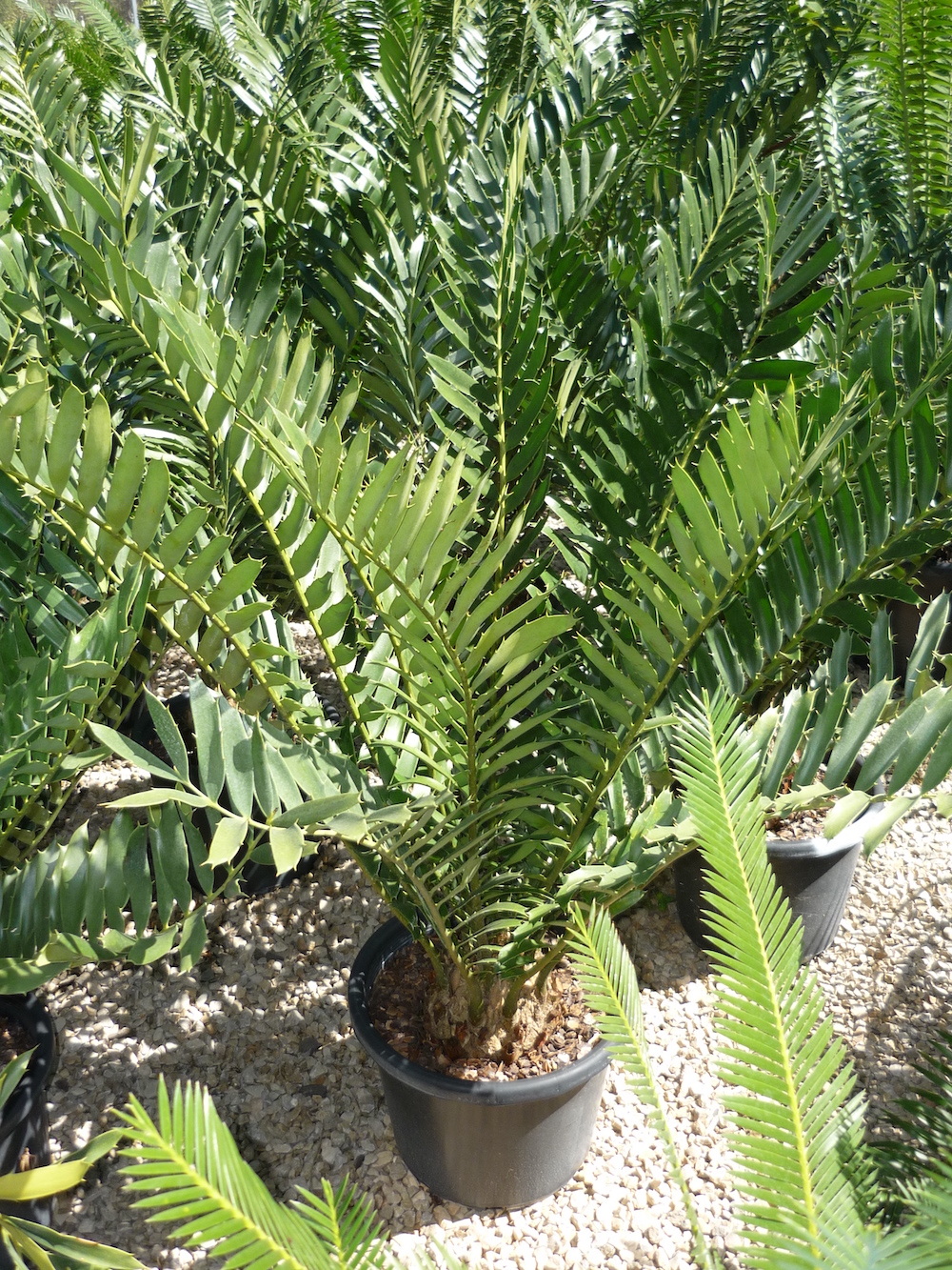 Encephalartos ferox - Cycad International