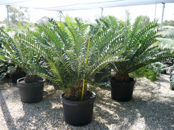 Cycad International - Rare and exotic cycad plants for sale worldwide ...