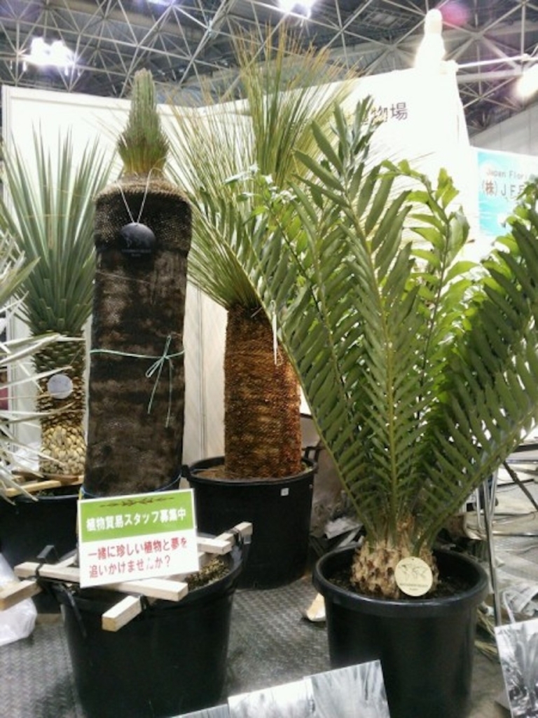 Encephalartos ferox - Cycad International