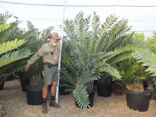 Encephalartos ferox - Cycad International