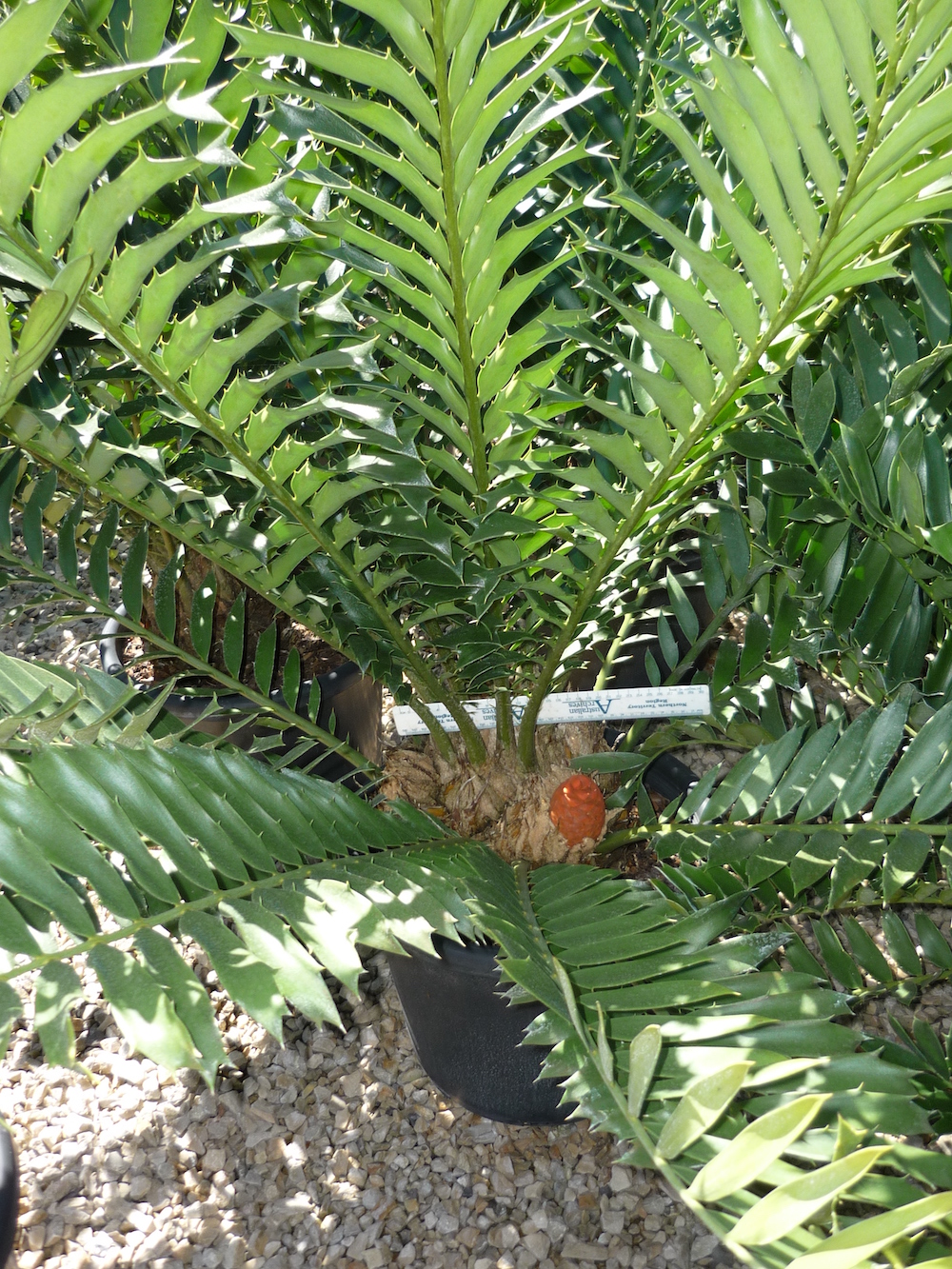 Encephalartos ferox - Cycad International