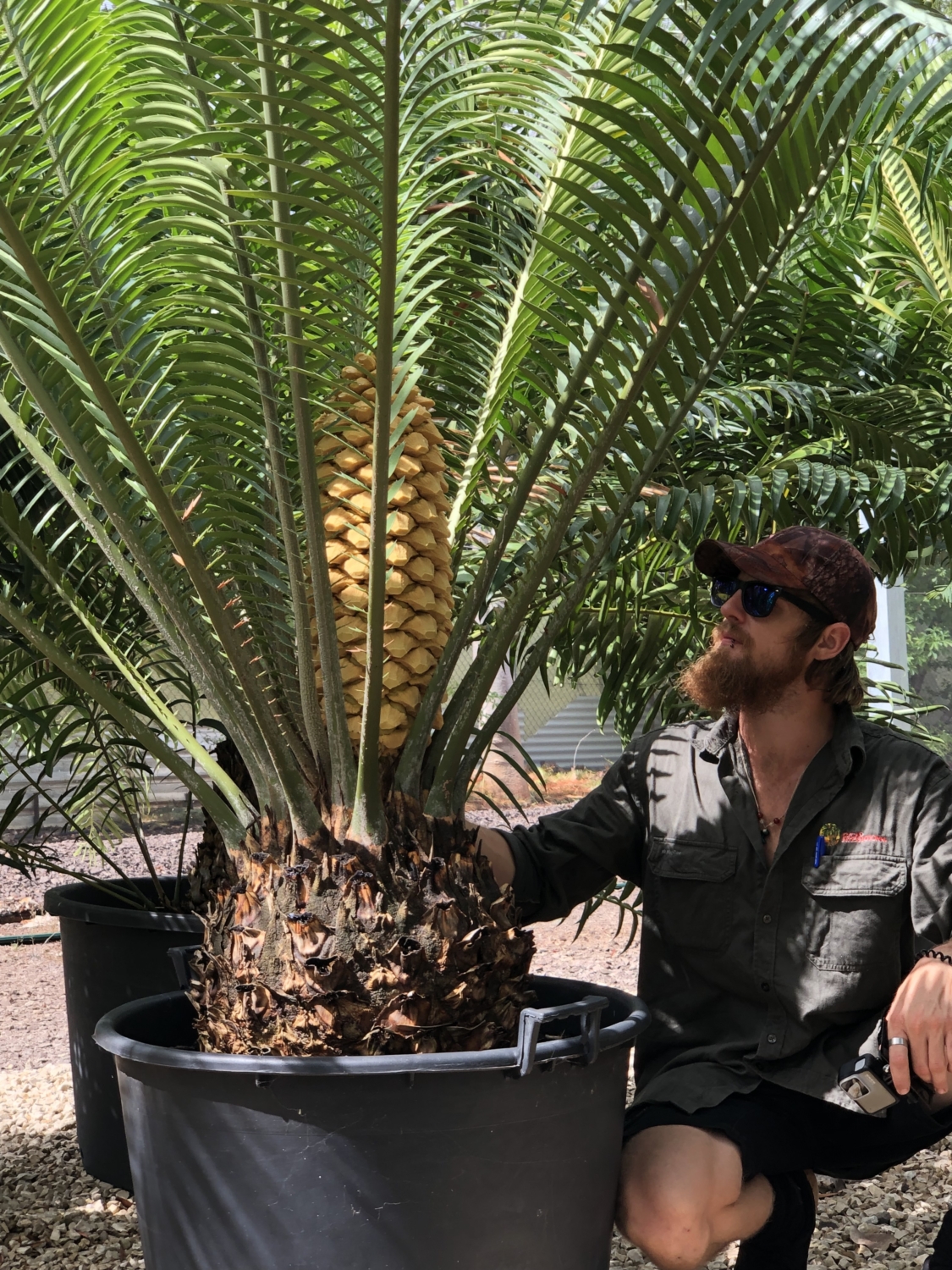 Advanced Cycads for Sale – Cycad International