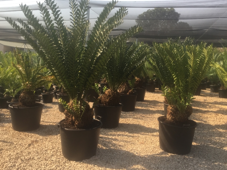 Advanced Cycads for Sale – Cycad International
