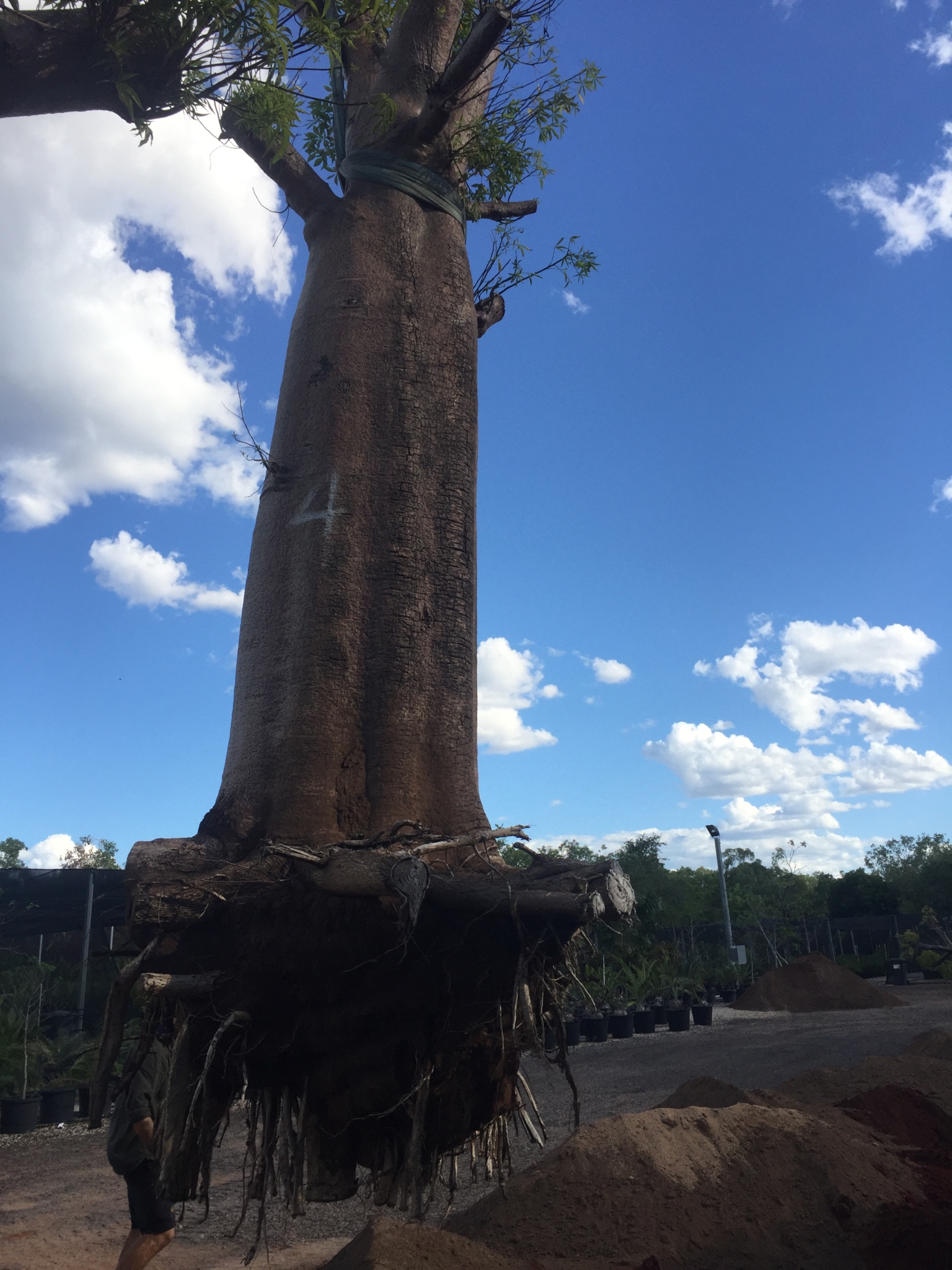 Adansonia gregorii (Baobab/ Boab) – Cycad International
