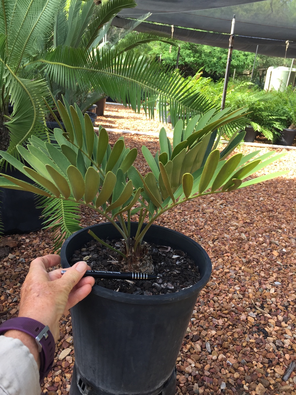 Zamia furfuracea - Cycad International