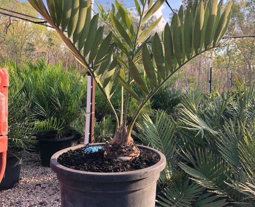 Zamia - Cycad International