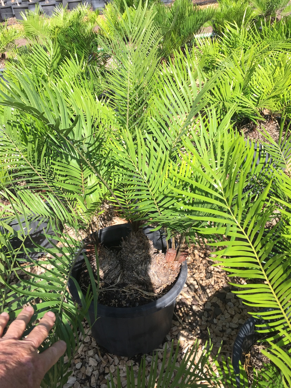 Zamia integrifolia 'Palatka giant' - Cycad International