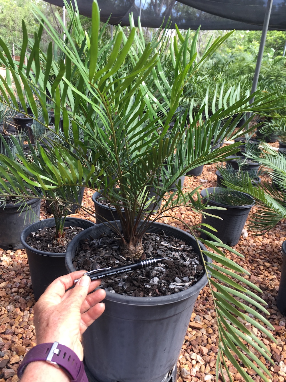 Zamia integrifolia 'Palatka giant' - Cycad International