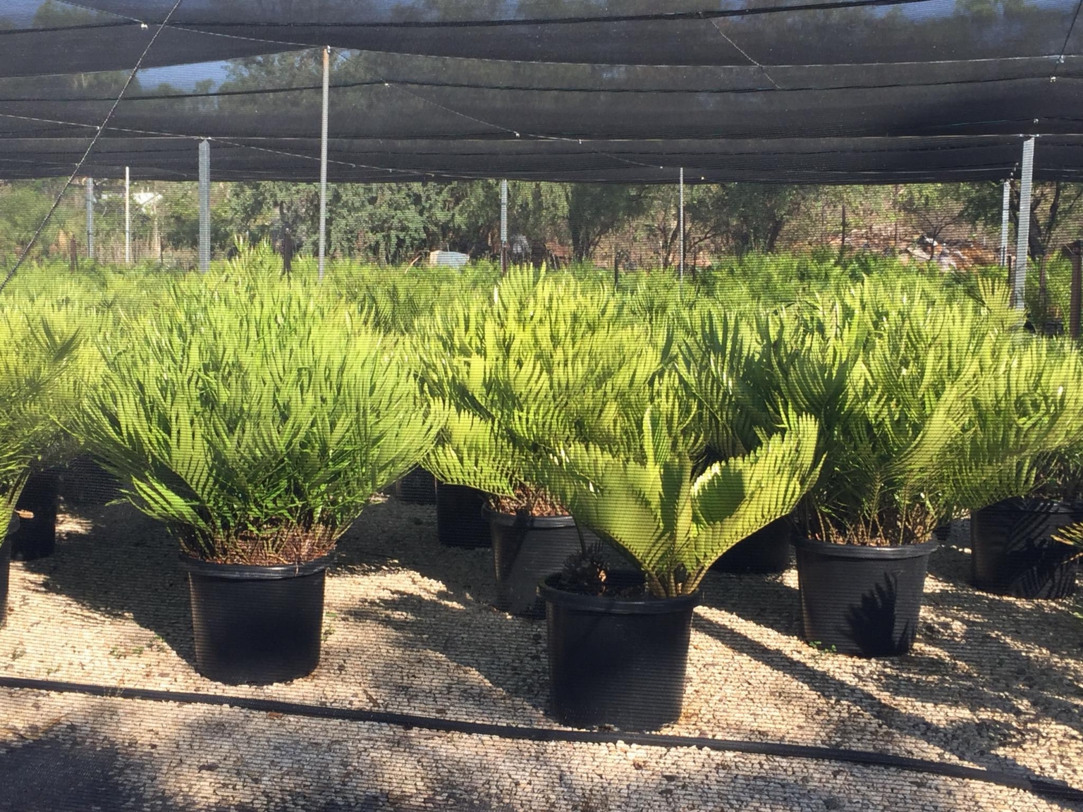 Cycad International - Rare and exotic cycad plants for sale worldwide ...