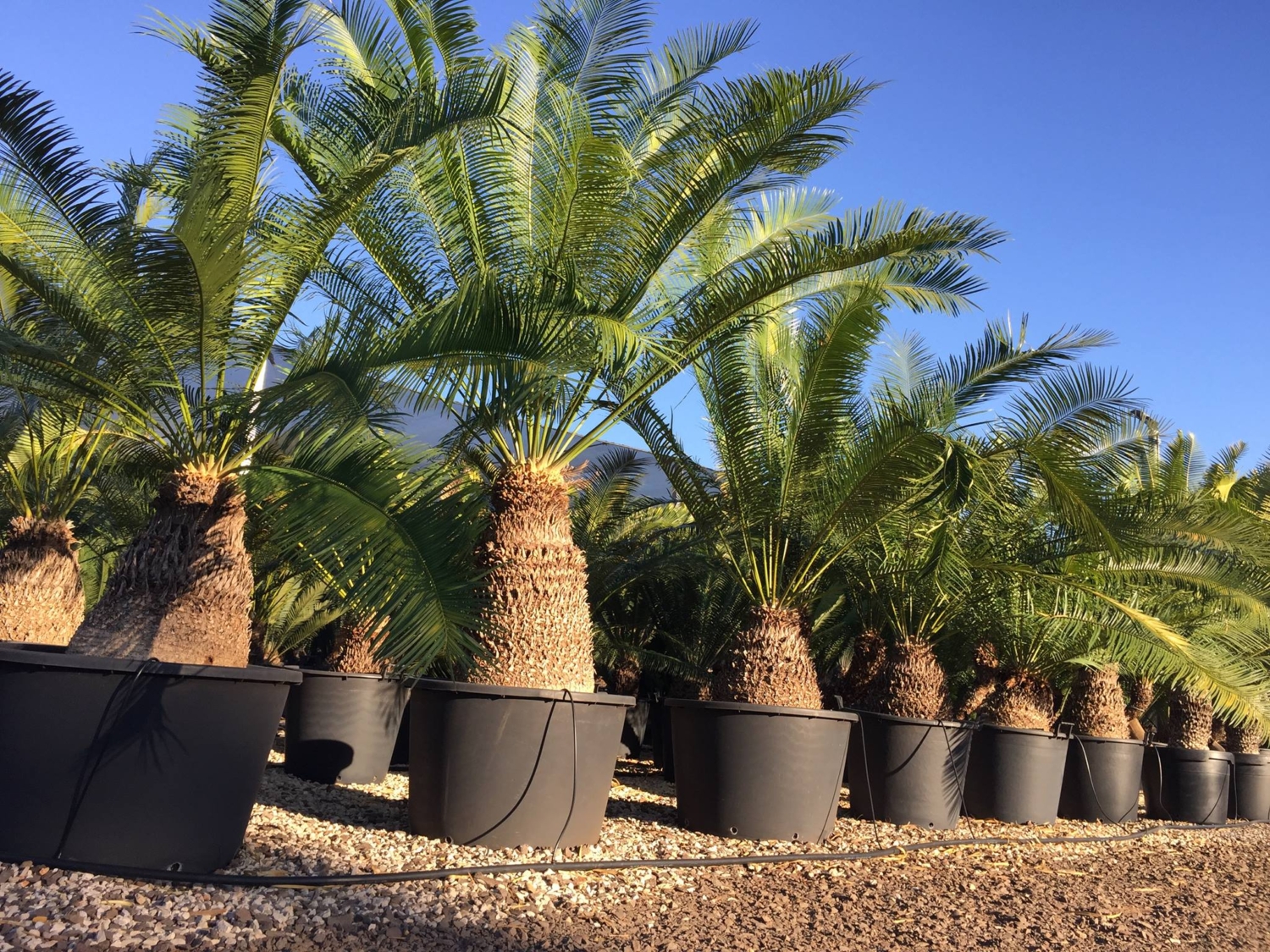 Cycas sp - Cycad International