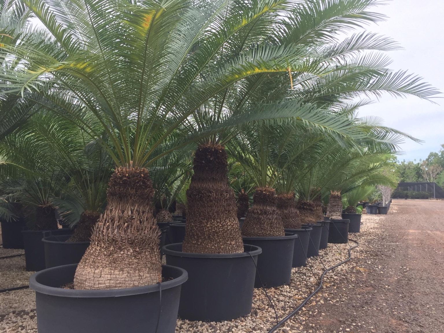 Home - Cycad International Cycad International Cycad Plants and baobab ...