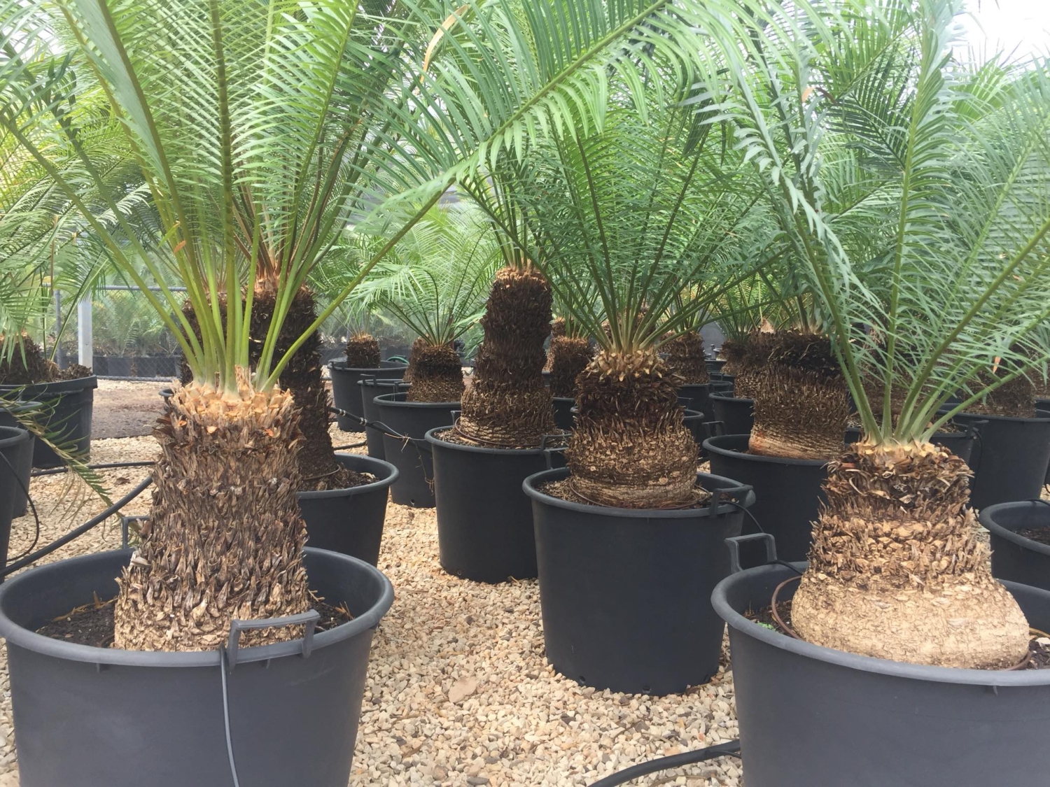 Cycas sp - Cycad International